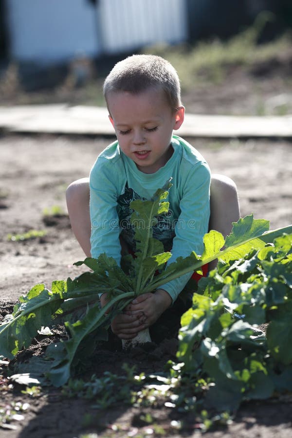 The Boy Pulls Out of the Ground a Large Radish Stock Photo - Image of ...