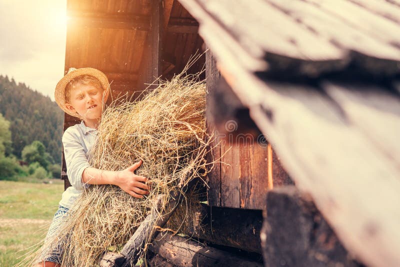 Boy Puts the Hay in Hayloft Stock Photo - Image of ecology, natural ...