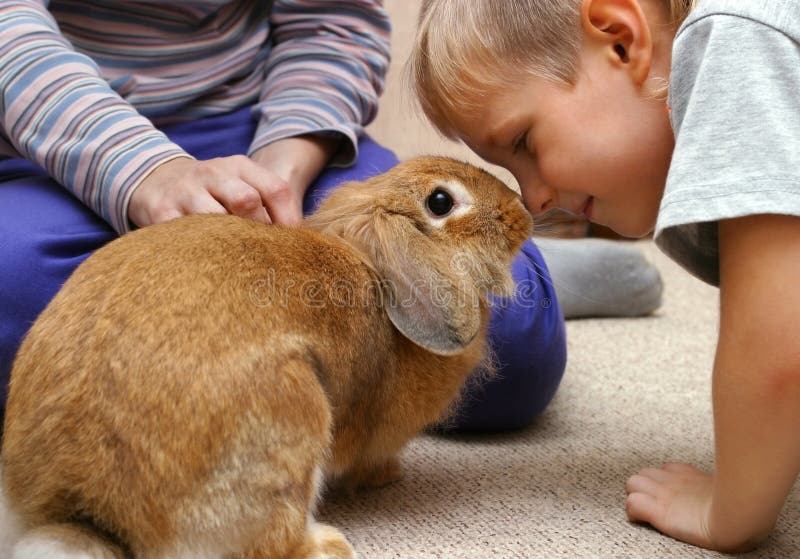 Boy and Rabbit stock photo. Image of animal, joyful, happy - 407422