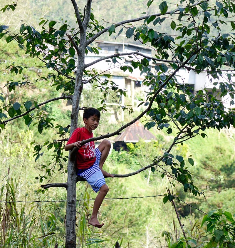 A Boy Relaxing on Tree in Banaue, Philippines Editorial Stock Photo ...