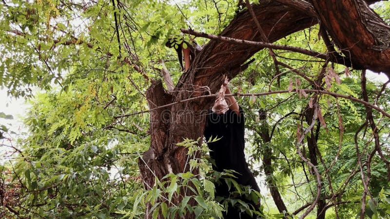 A Boy Rescues a Cat Stuck in a Tree. a Young Man Removes a Cat from a ...