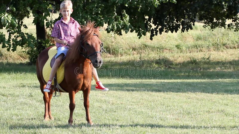 Pony horse stock video footage. Video of little, horse - 35287379