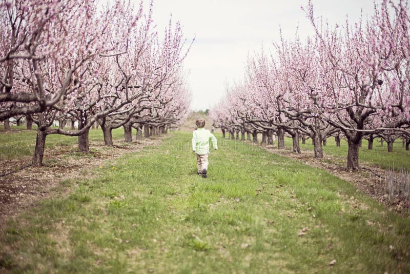 Boy Running in Peach Orchard Stock Image - Image of freedom, childhood ...