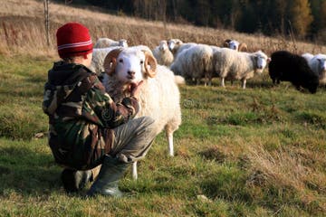 Boy and sheep stock photo. Image of domestic, herd, children - 22761822
