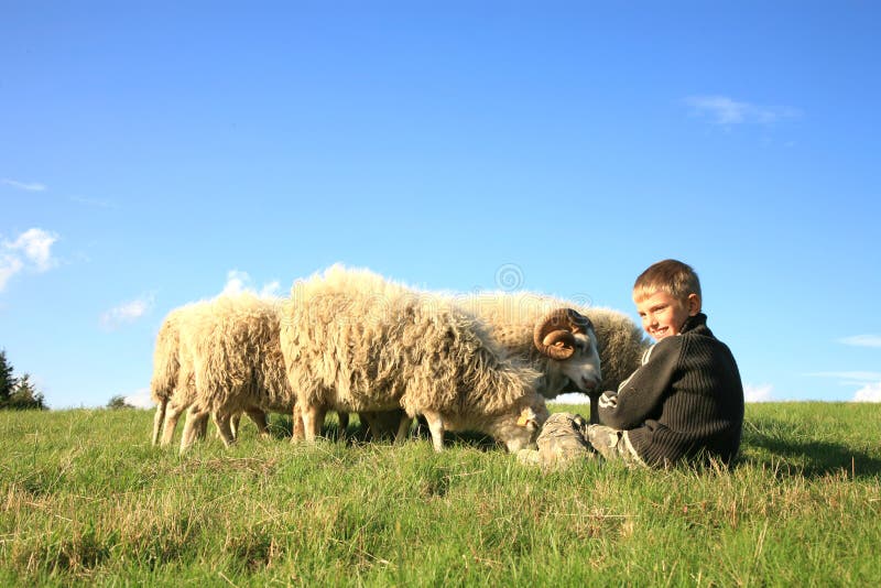 Boy and sheeps stock image. Image of country, care, farmland - 15921045