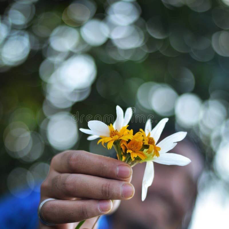 Boy Showing Flowers stock image. Image of hand, blossom - 154280267