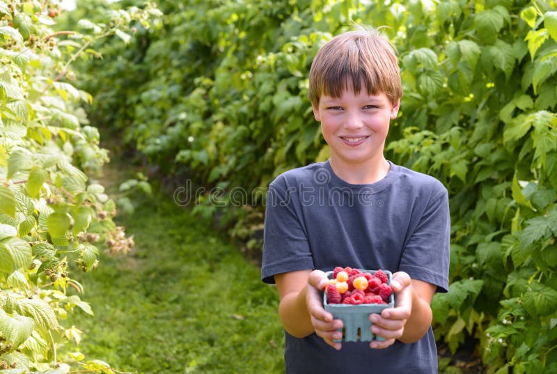 Boy Showing Freshly Picked Raspberries Stock Image - Image of garden ...