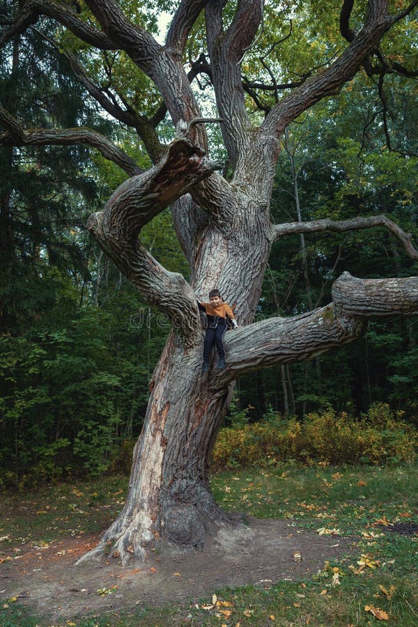 The Boy Sits on a Beautiful Large Tree. a Child Climbed a Tall Tree ...