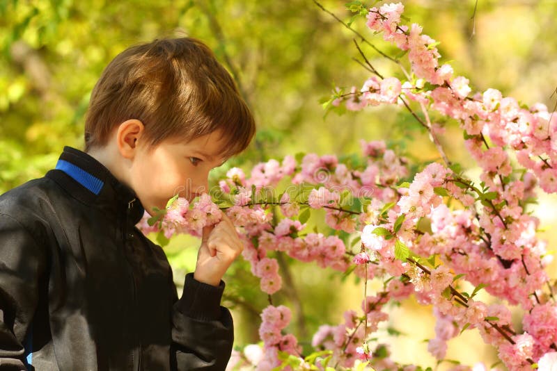 Boy Smelling the Blooming Bush of Rosehip Stock Photo - Image of flora ...