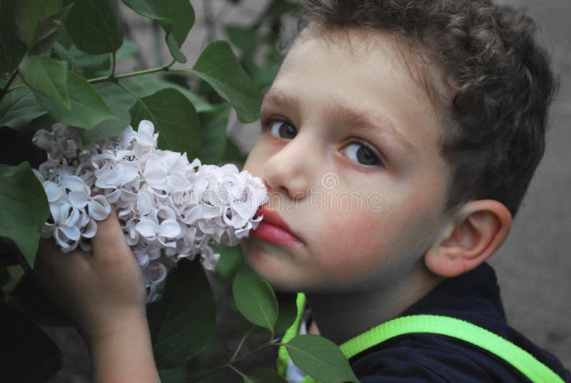 Boy Smelling a Branch of White Lilac Stock Image - Image of flower ...