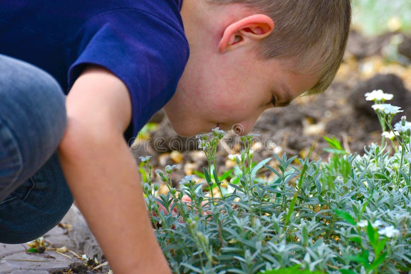 The Boy is Smelling Flowers on a Summer Day in the Park Outside Stock ...