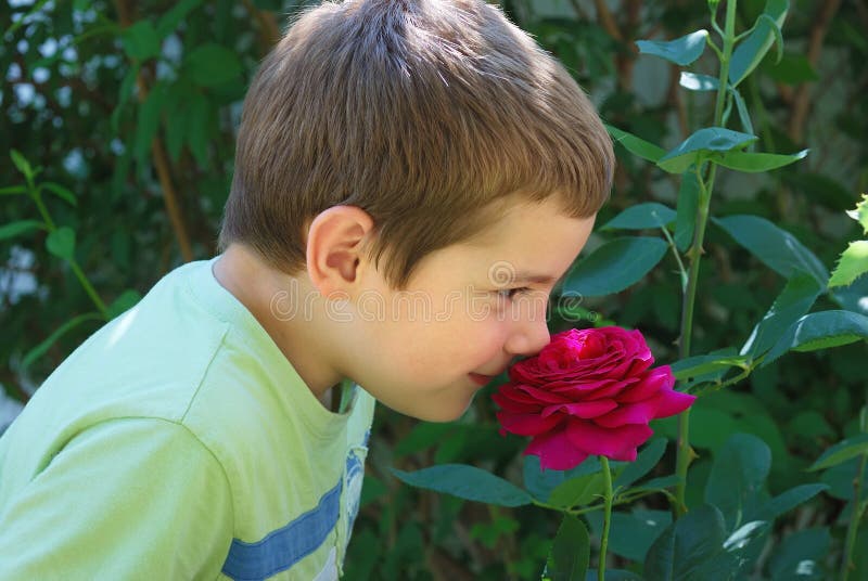 Boy smelling rose stock photo. Image of child, happy, blossom - 9532994