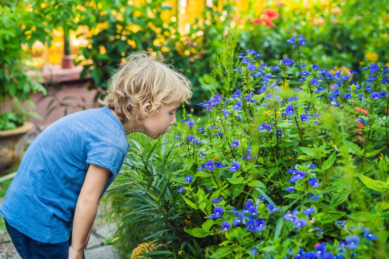 The Boy Smells a Little Blue Flowers Stock Photo - Image of lawn, face ...
