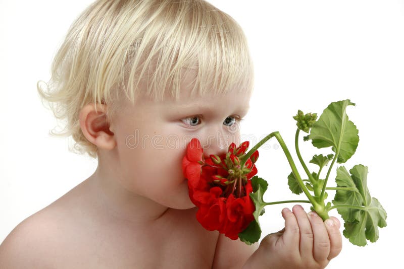 Boy smells a red flower stock image. Image of little - 10873423