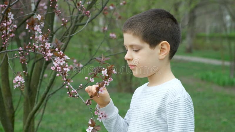 Boy Sniffing Pink Plum Blossom Flowers in Spring. Stock Video - Video ...