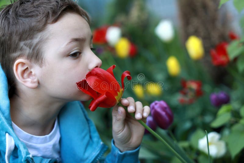 Boy sniffing tulip flower stock photo. Image of park - 153722128