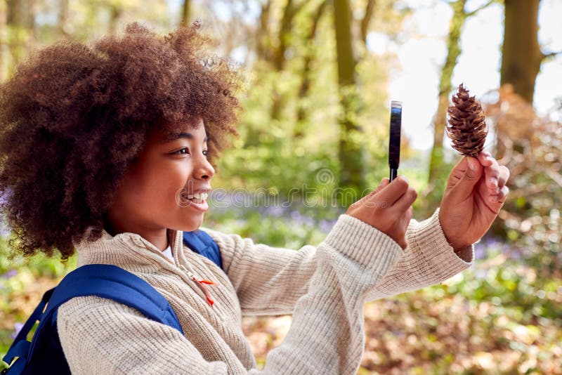 Boy in Spring Woodlands Examining Pine Cone with Magnifying Glass Stock ...