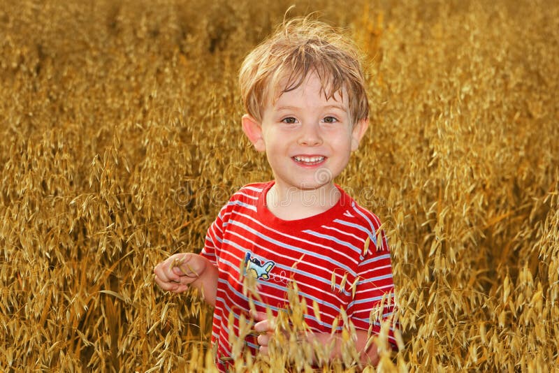 Field of Oats stock image. Image of country, green, oats - 7442019