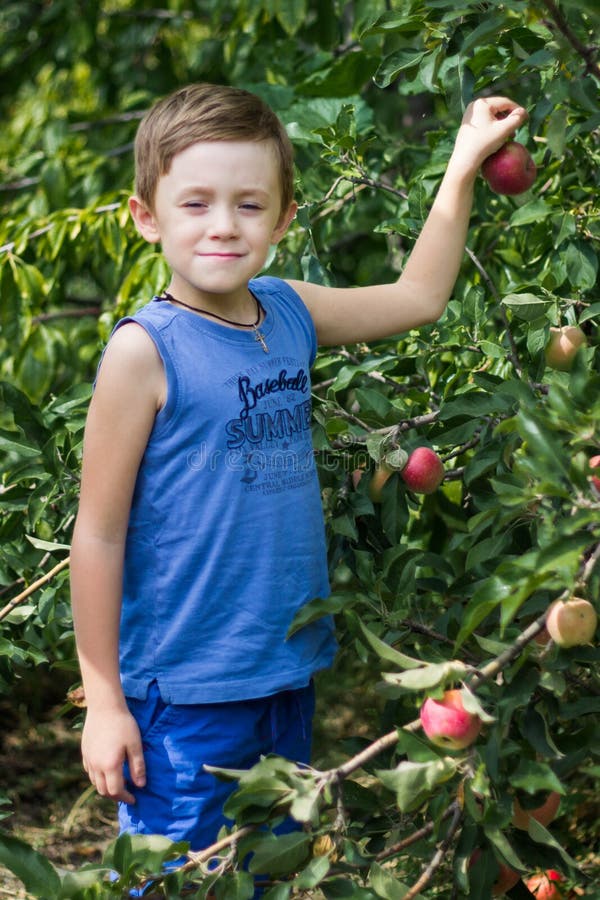 A Boy Stands Near a Tree and Picks Apples Stock Photo - Image of ...