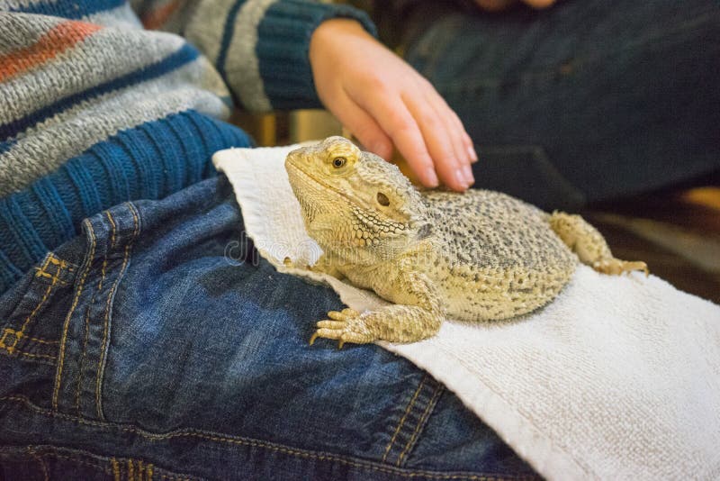 Boy Stroking a Bearded Dragon Lizard Stock Image - Image of stroking ...