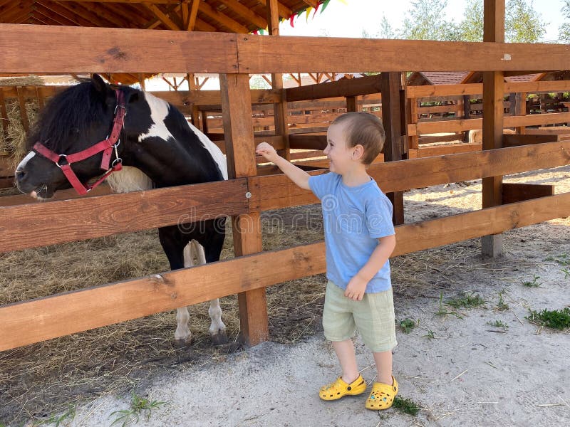 Boy Stroking Pony, Love of Children and Animals Stock Photo - Image of ...