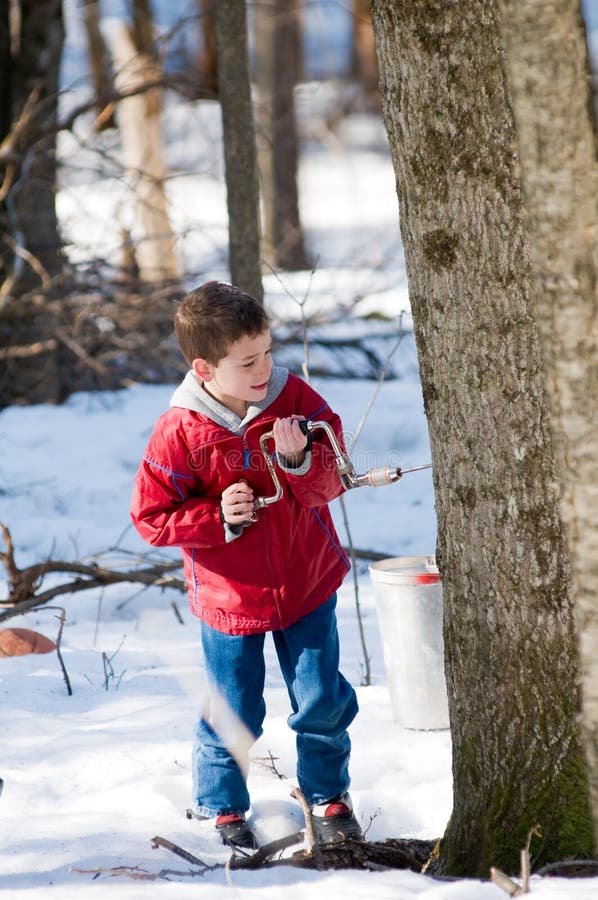 Boy tapping a maple tree stock photo. Image of drill - 28955568
