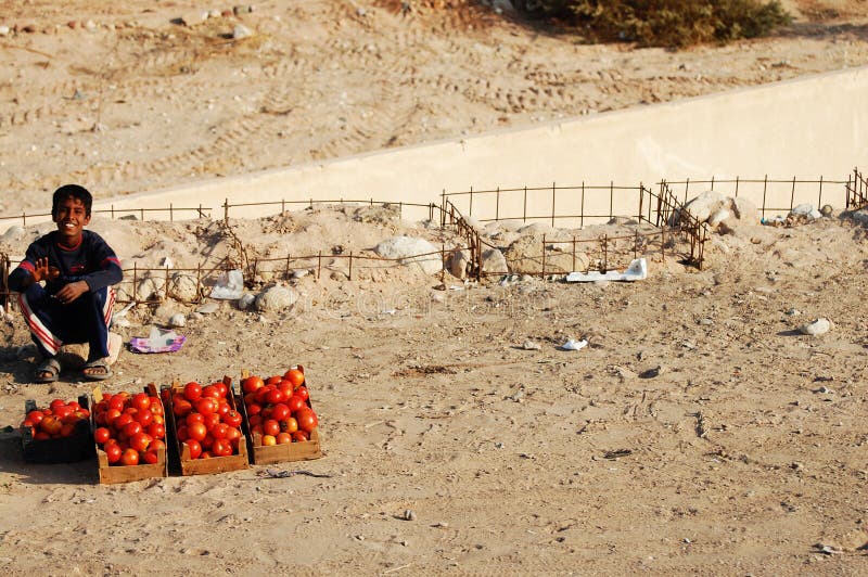Tomato Plantation - Jordan stock image. Image of crop - 89986717