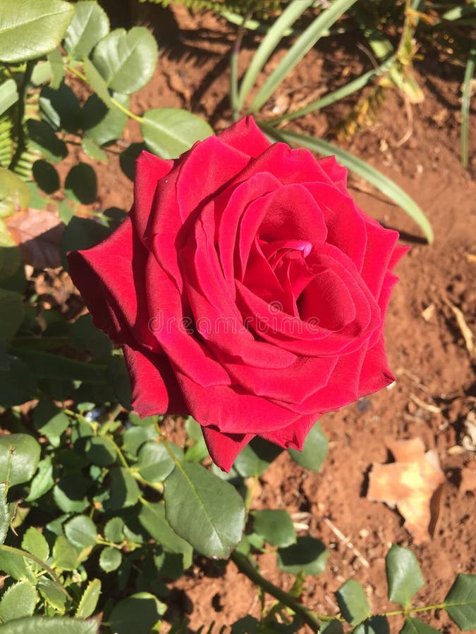 Red rose stock photo. Image of rose, give - 139015592