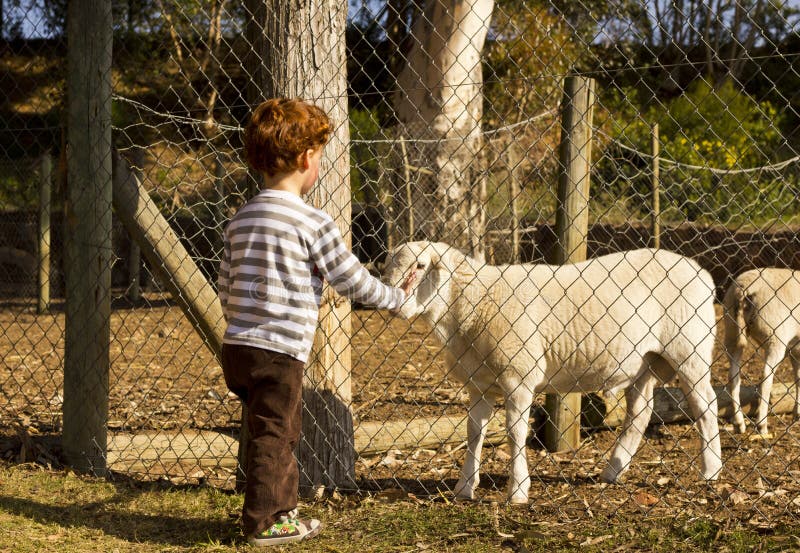 Boy touching sheep stock photo. Image of fence, farm - 27040986