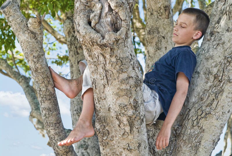 Boy in a tree stock photo. Image of child, sitting, young - 10928432