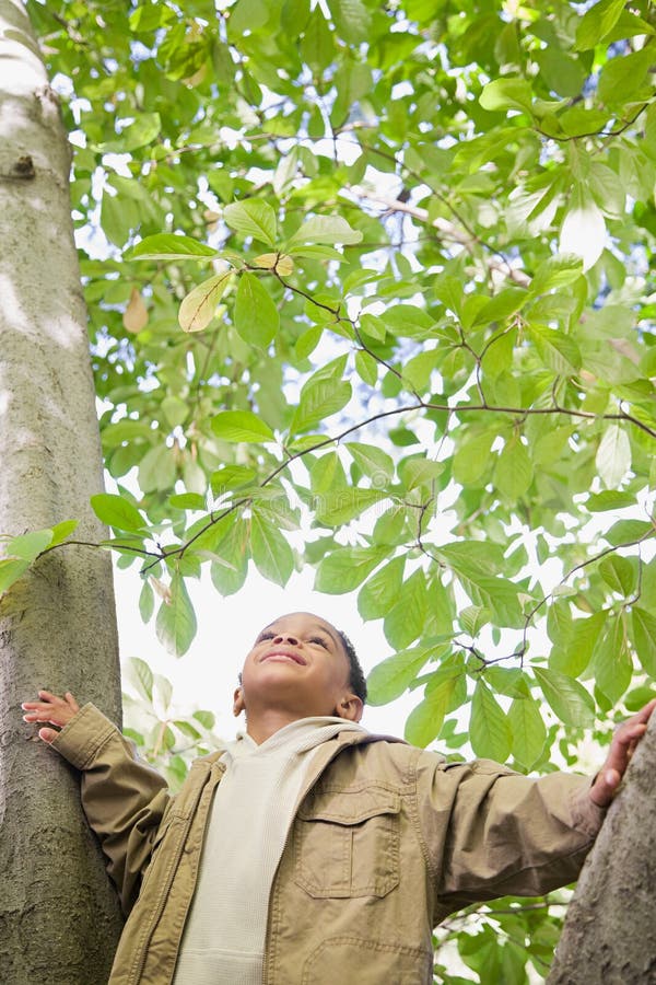 933 Unsafe Tree Stock Photos - Free & Royalty-Free Stock Photos from ...