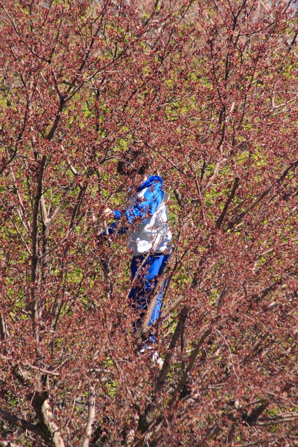 Boy In Tree Picture. Image: 711702