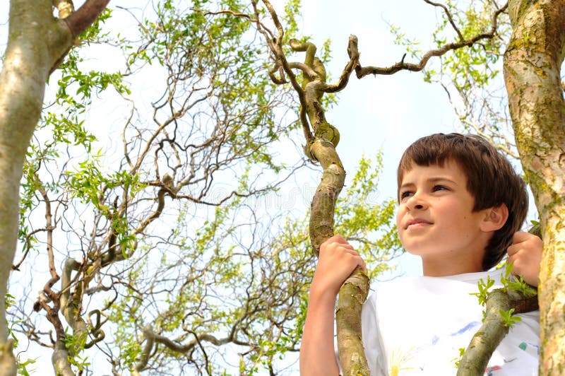 Boy Climbing Tree Looking Down Stock Image - Image of playing, sunshine ...