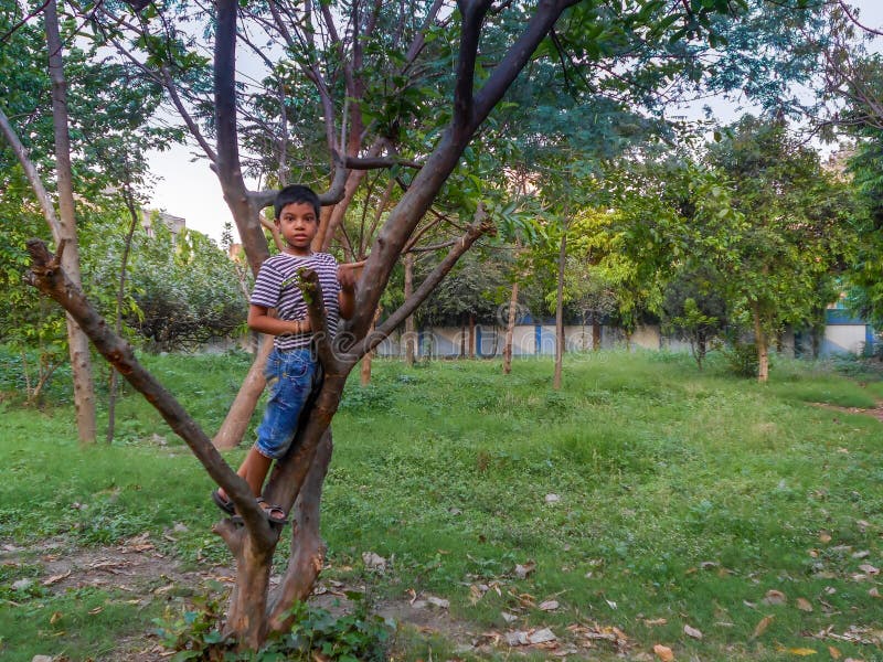 Boy on a tree. stock photo. Image of natural, zebra, green - 89936654