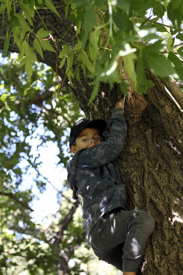The boy on the tree stock photo. Image of lifestyle - 101745770