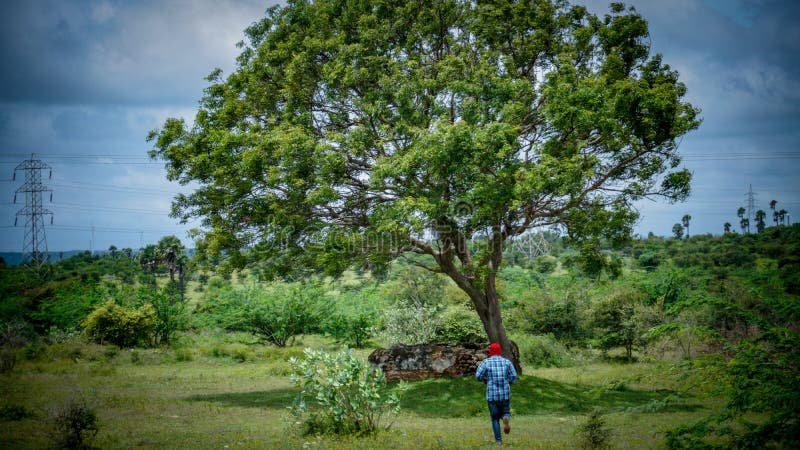 Boy and tree stock photo. Image of nature, shadow, green - 134576194