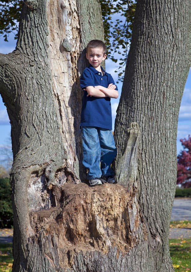 Boy in tree stock photo. Image of male, caucasian, person - 34122624