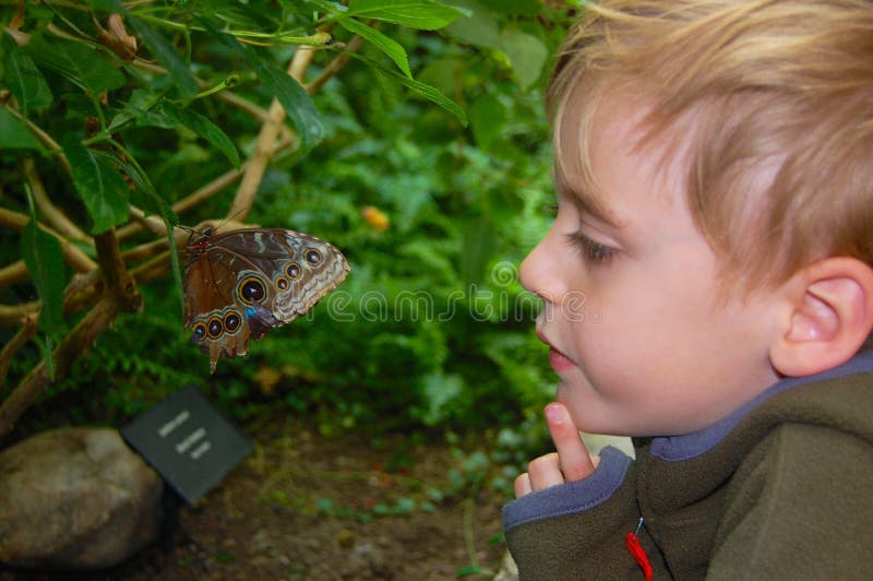 Boy with Butterfly stock photo. Image of insects, horizontal - 95458900