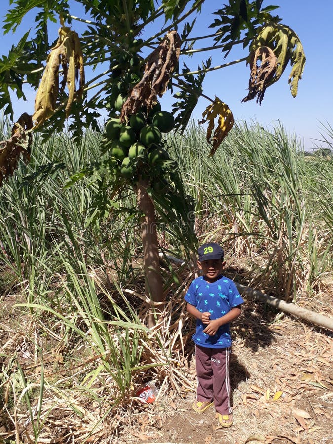 Boy in village stock image. Image of tree, village, papaya - 152821591