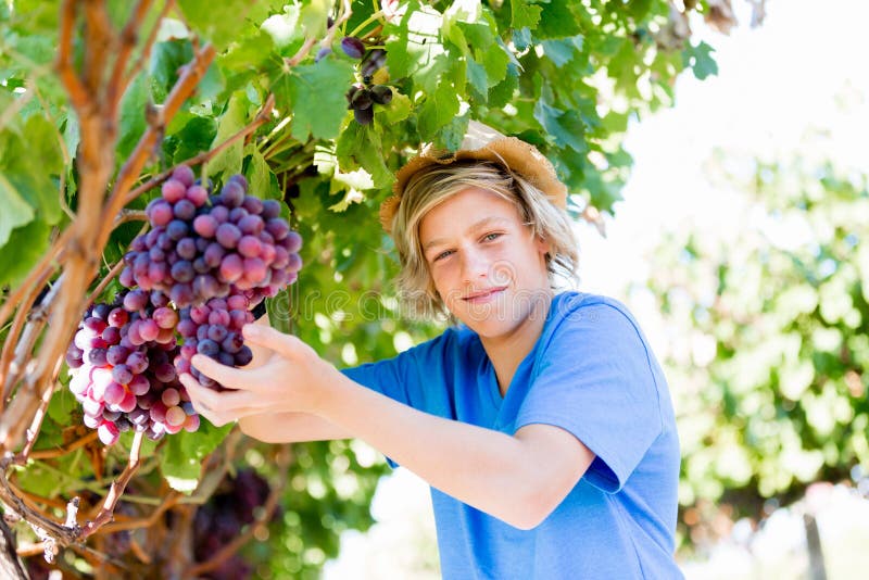 Boy in vineyard stock photo. Image of natural, healthy - 68572888