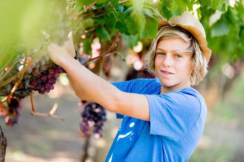 Boy in vineyard stock photo. Image of agriculture, blue - 92510060