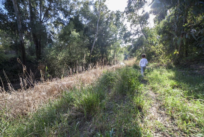 Boy Walking Alone through a Eucalyptus Forest Stock Image - Image of ... Boy Walking Alone through a Eucalyptus Forest Stock Image - Image of ...