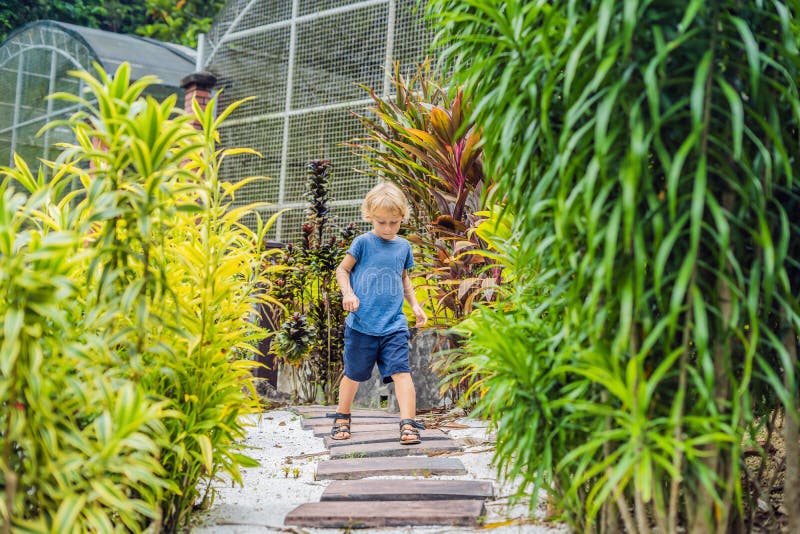 Boy is Walking Along a Path in a Tropical Park Stock Image - Image of ...