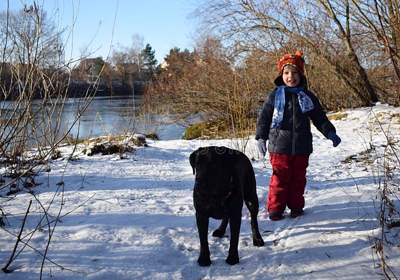 Boy Walking with a Labrador Dog Stock Photo - Image of close, holiday ...