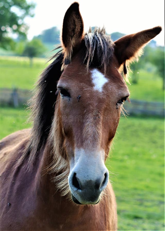 Beautiful Big Eared Mule stock image. Image of bull - 119117503