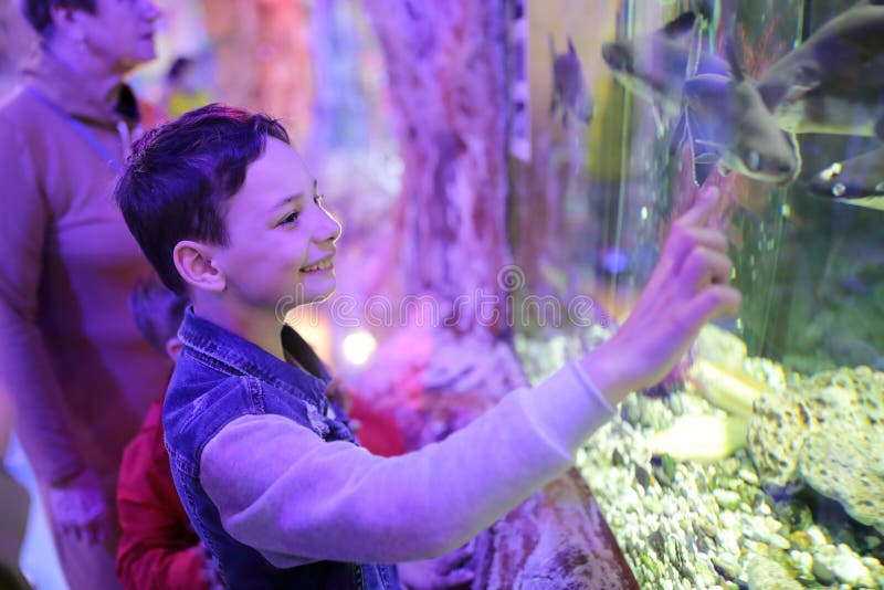 Boy Watching Fish in Aquarium Stock Photo - Image of aquarium, staring ...