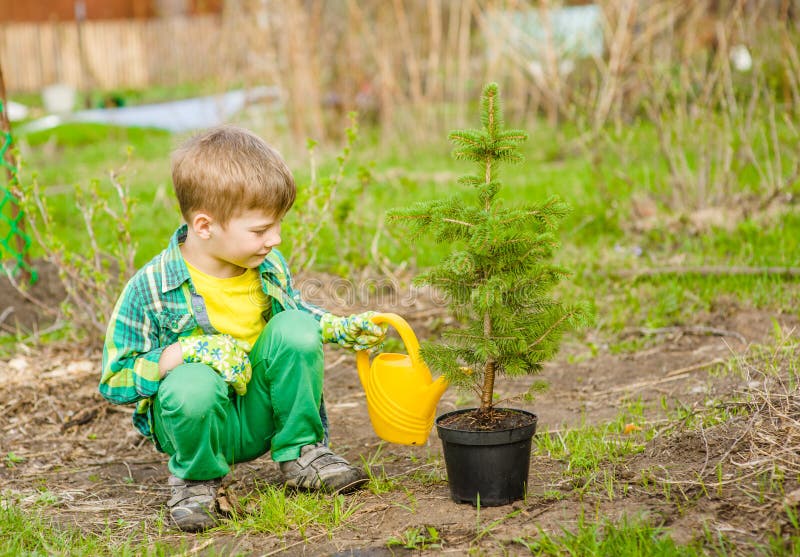 Happy Boy Watering a Sapling Tree Stock Photo - Image of gardening ...