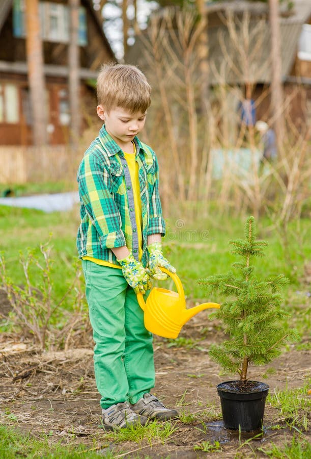 Boy Watering a Sapling Tree Stock Photo - Image of growth, earth: 148521308