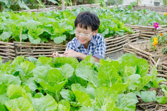 Boy working in farm stock image. Image of farmboy, little - 66393859
