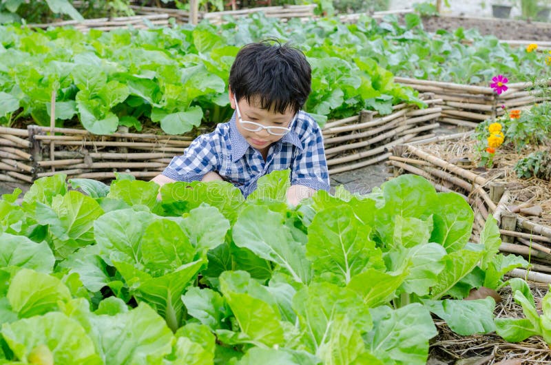 Boy working in farm stock photo. Image of education, harvest - 66402024